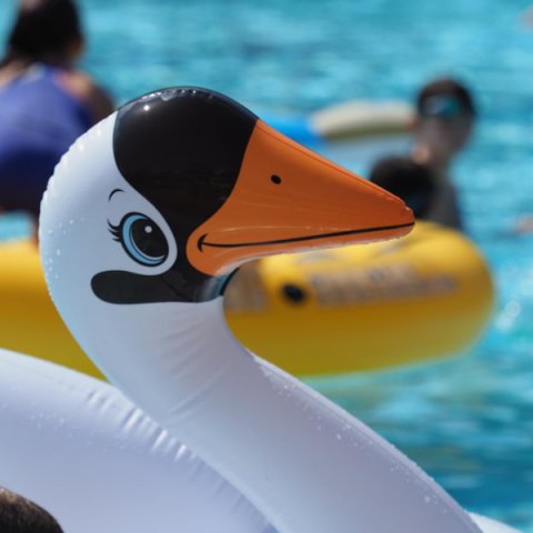 Freibad (Rosenbad) | Eltville am Rhein