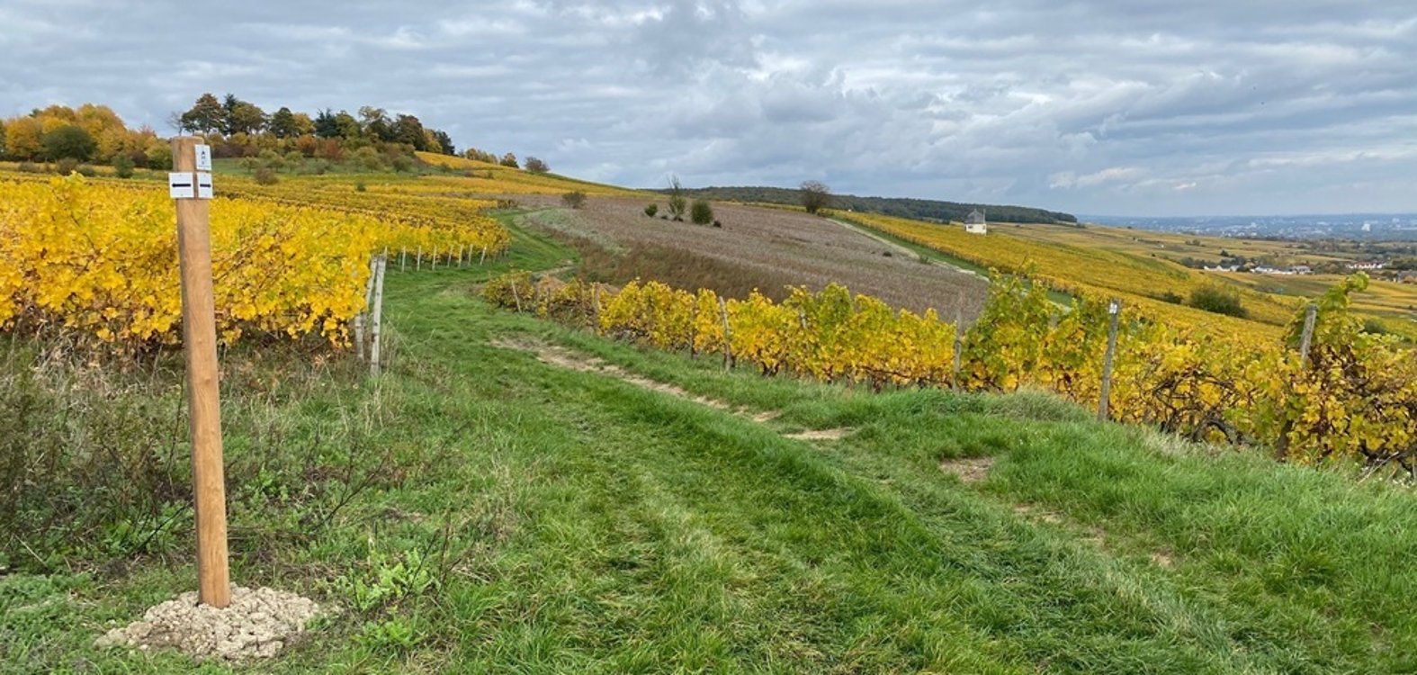 Neuer regionaler Rundwanderweg in Rauenthal ausgewiesen | Eltville am Rhein